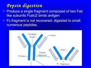 Immunoglobulins | PPT