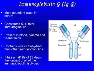 Immunoglobulins | PPT