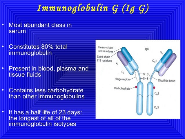 Immunoglobulins