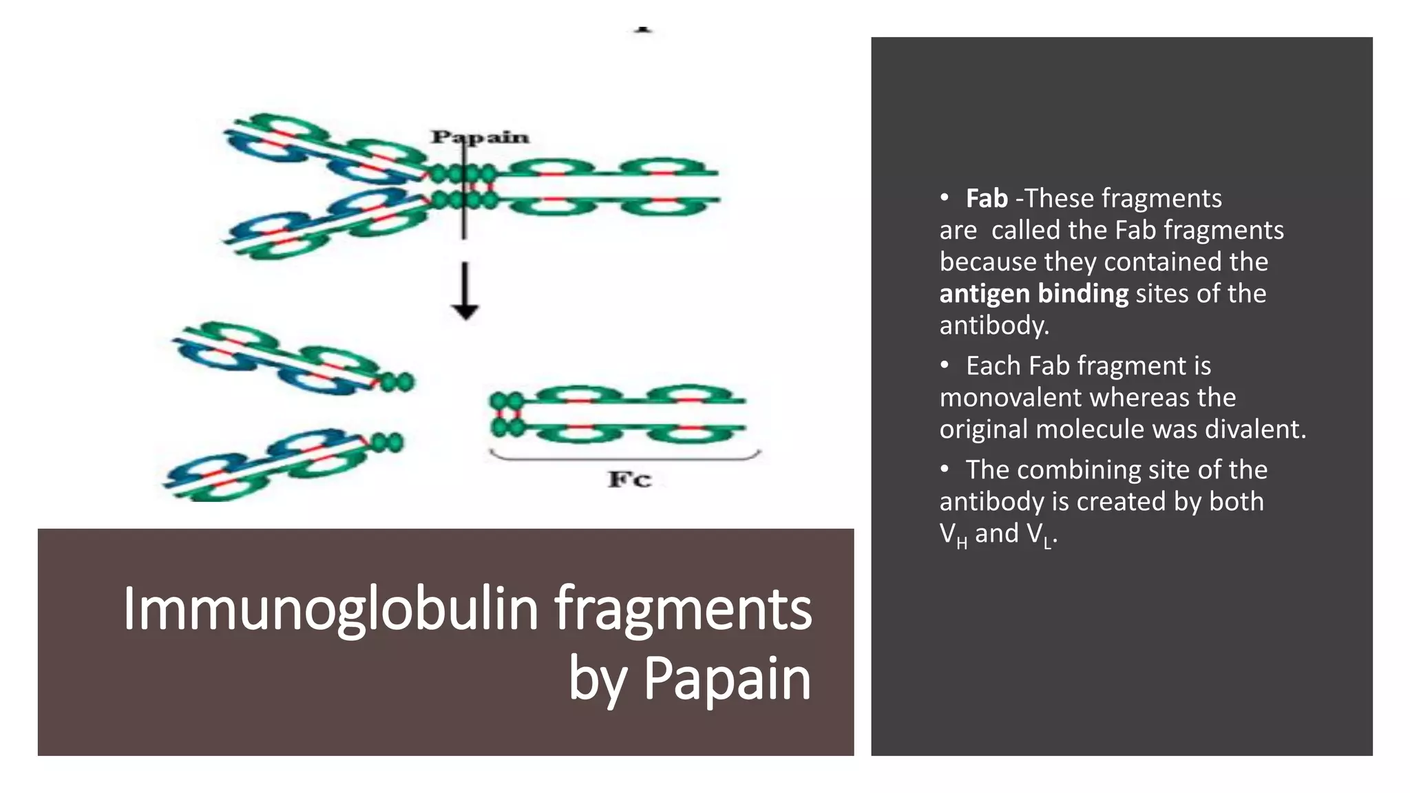 Immunoglobulins- Structure and function | PDF