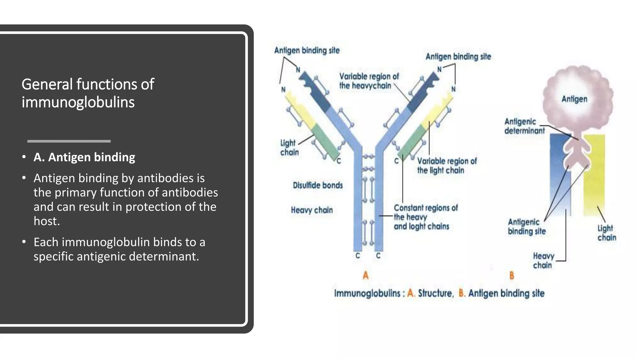Immunoglobulins- Structure and function | PDF