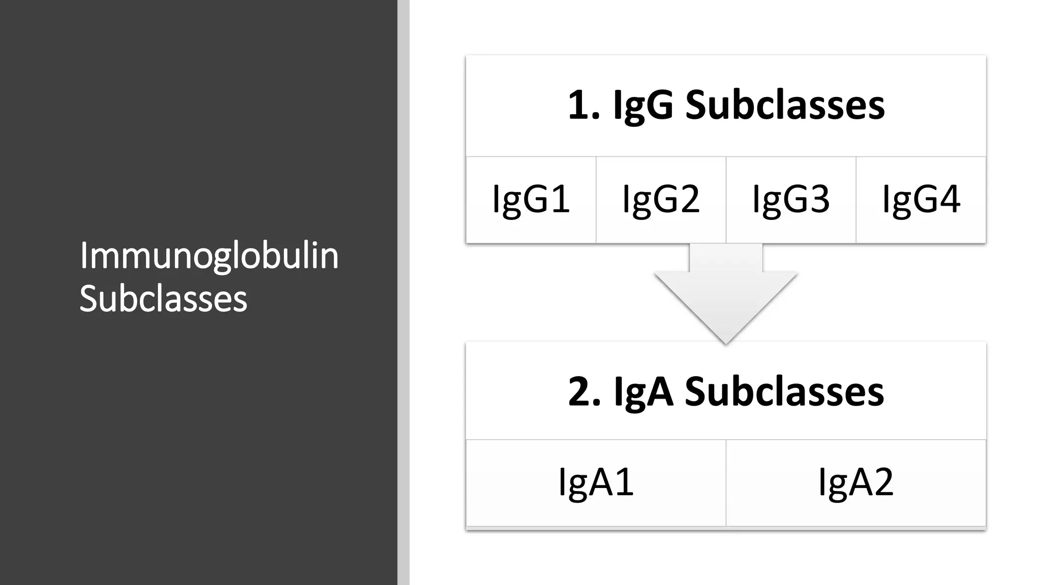 Immunoglobulins- Structure and function | PDF