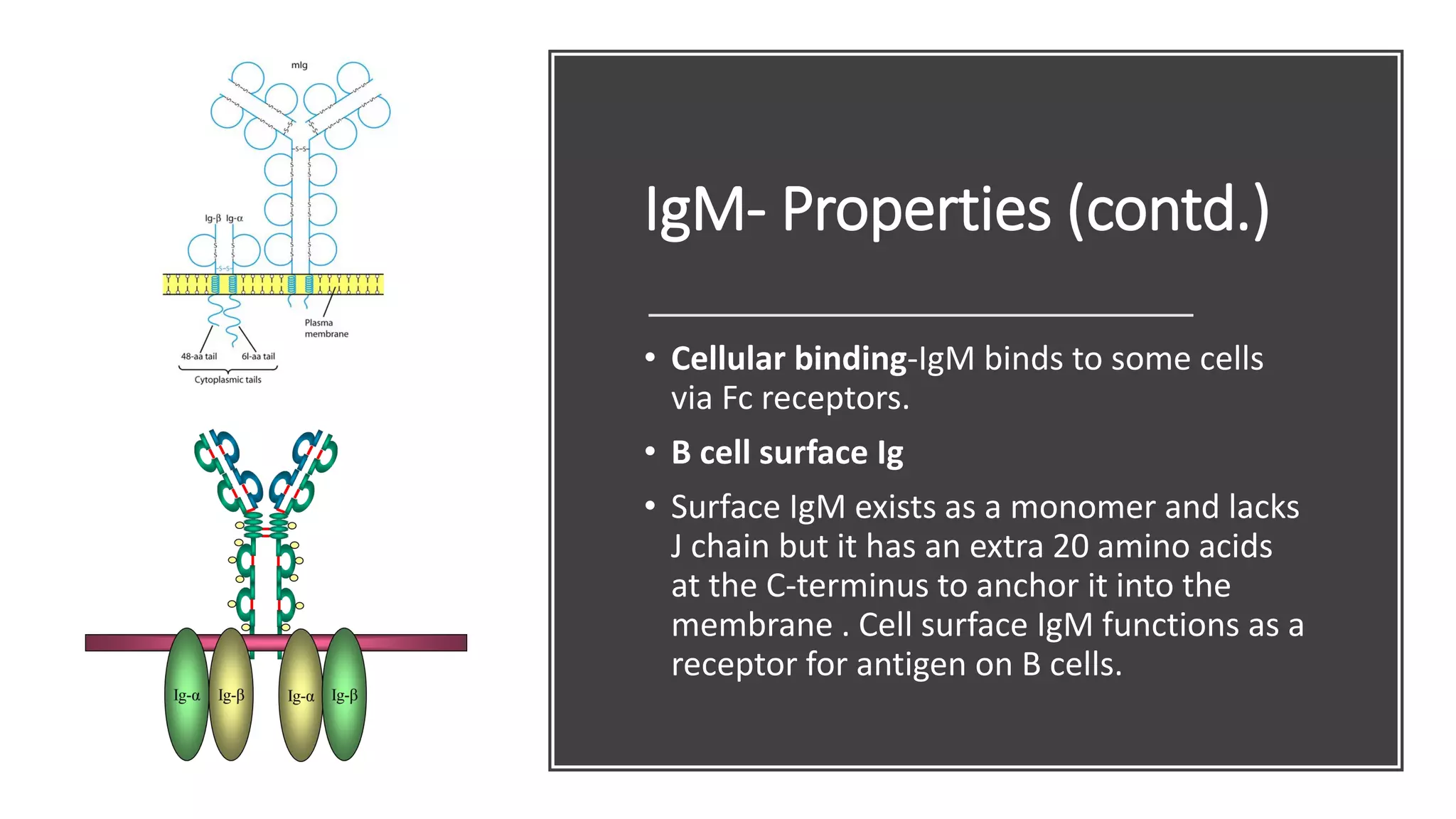 Immunoglobulins- Structure and function | PDF