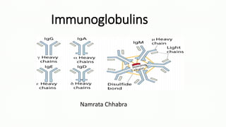 Immunoglobulins- Structure and function | PDF