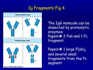 Immunoglobulins | PPT