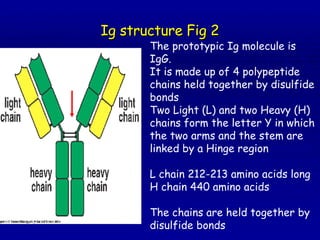 Immunoglobulins | PPT