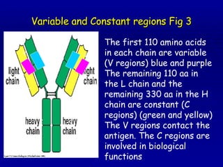Immunoglobulins | PPT