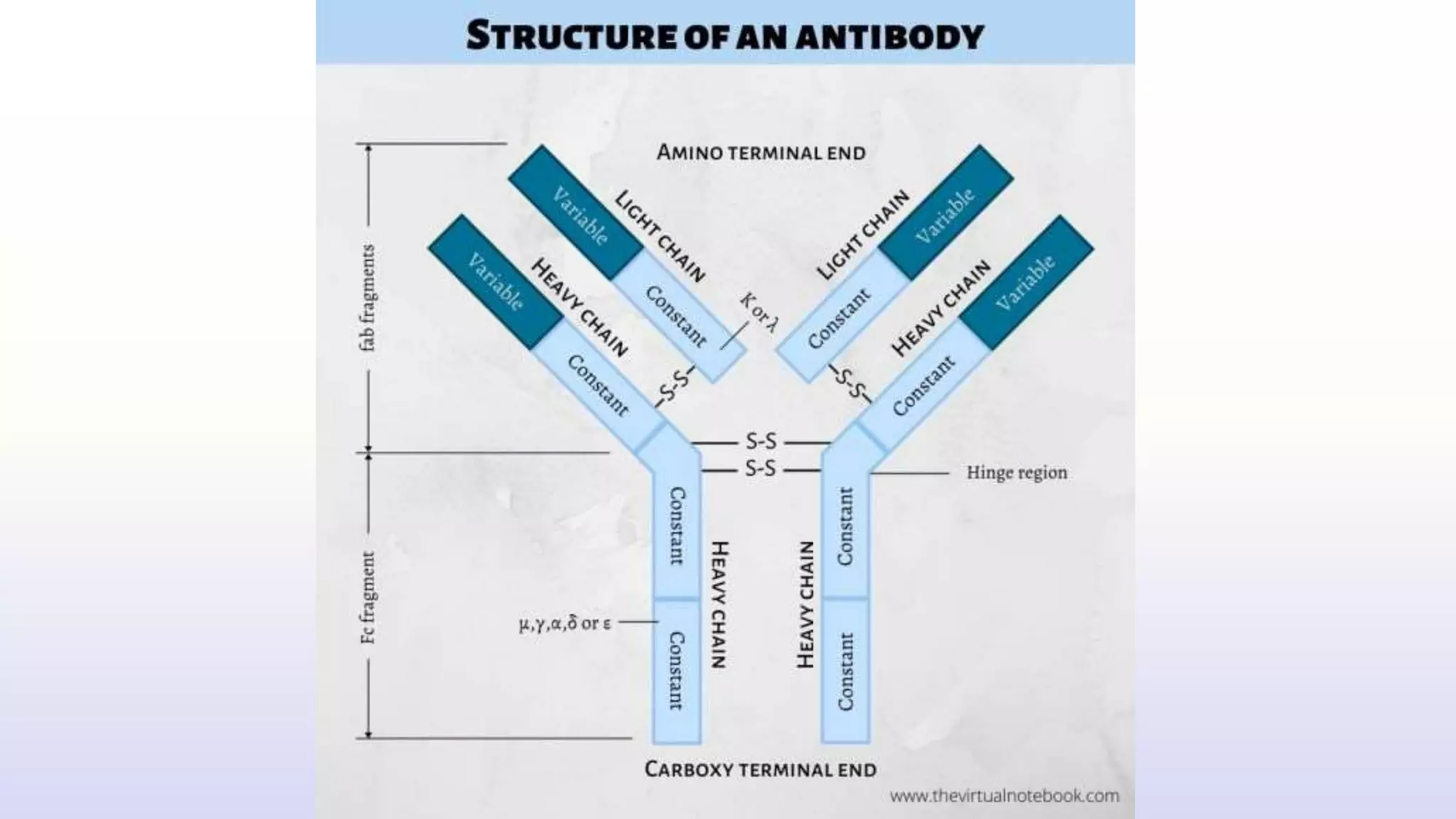 Immunoglobulins Structure Functions And Types Ppt
