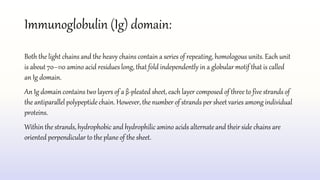 Immunoglobulins: structure, functions & types | PPTX