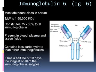 immunoglobulins-21.07.20.pptx