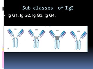 immunoglobulins-21.07.20.pptx | Blood Disorders | Diseases and Conditions