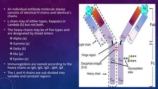 immunoglobulins.pptx