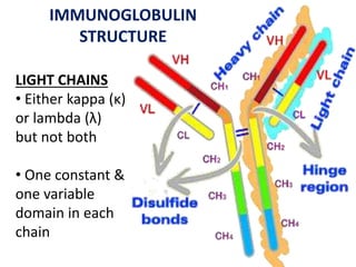 IMMUNOGLOBULINS.pptx
