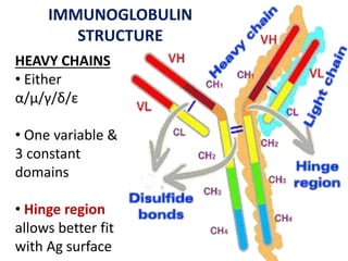 IMMUNOGLOBULINS.pptx