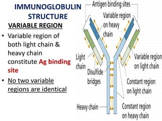 IMMUNOGLOBULINS.pptx