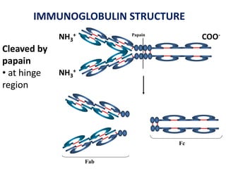 IMMUNOGLOBULINS.pptx