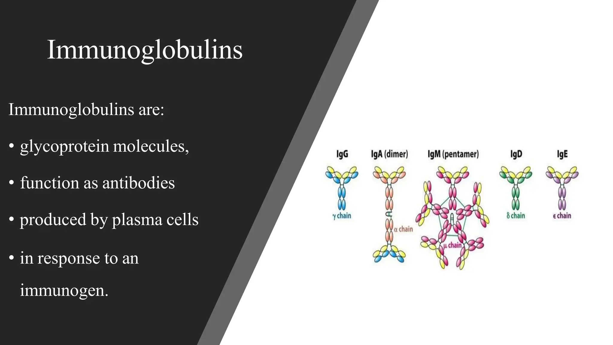 Immunoglobulins.pdf course microbiology &Immunology | PPT