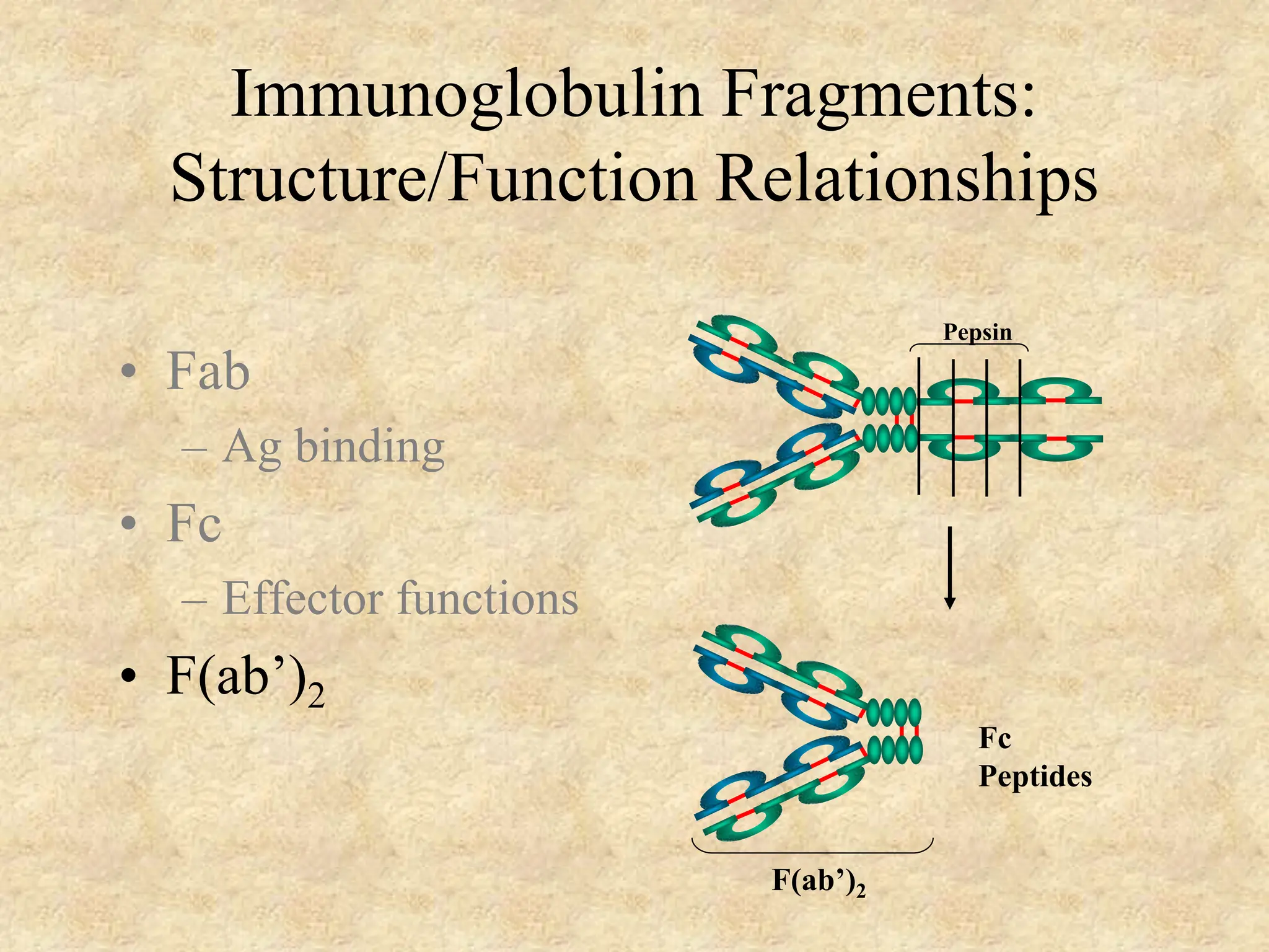 immunoglobulins: Structure and Function.ppt | Blood Disorders ...