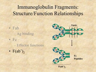 immunoglobulins: Structure and Function.ppt