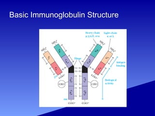 IMMUNOLOGY & PATHOLOGY. Immunoglobulins.pptx