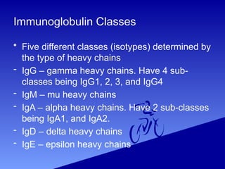 IMMUNOLOGY & PATHOLOGY. Immunoglobulins.pptx