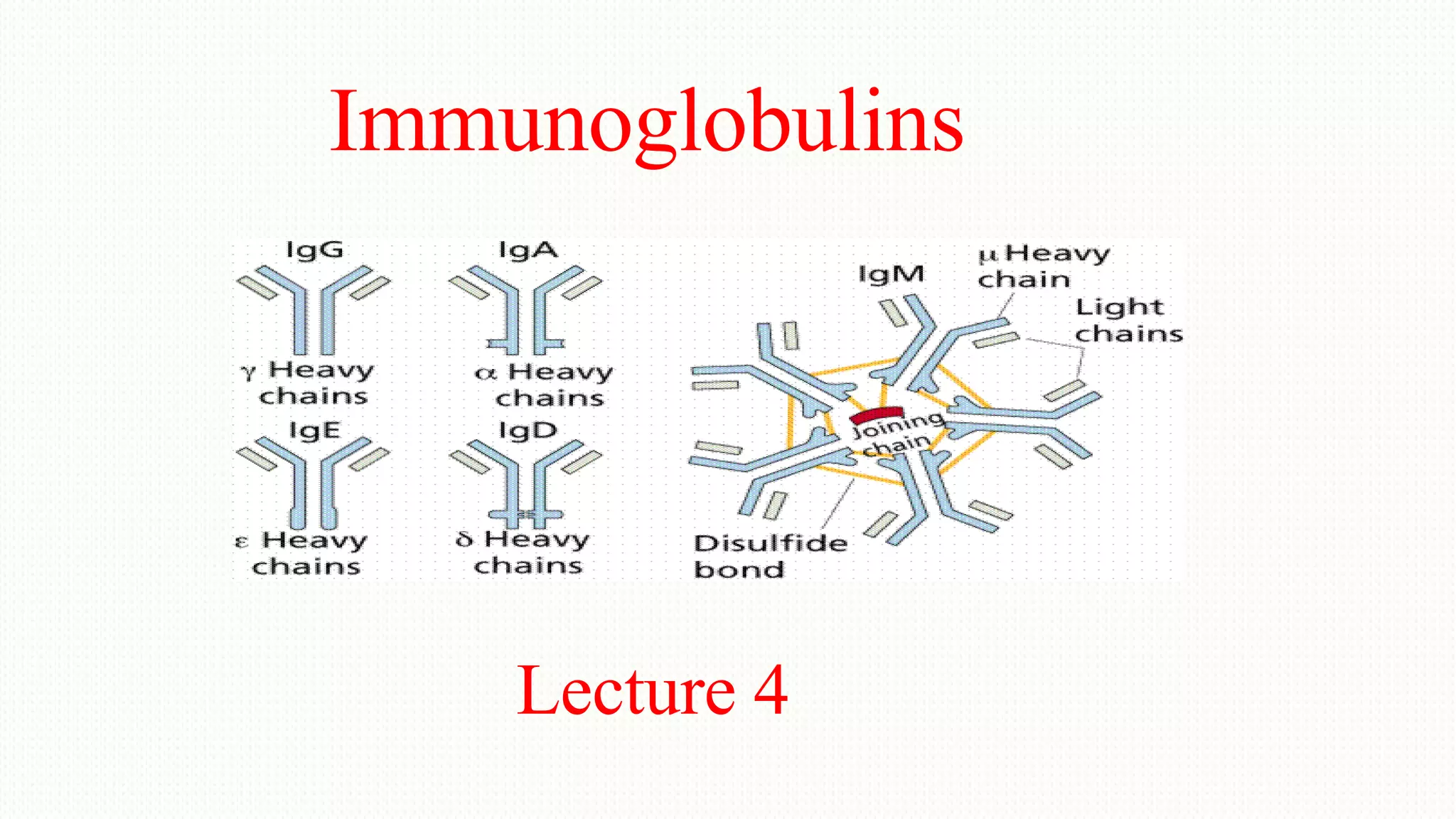 immunoglobulins- lecture 4.pptx