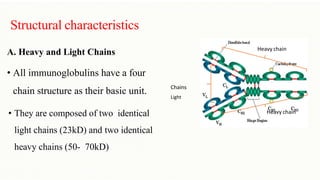 immunoglobulins- lecture 4.pptx