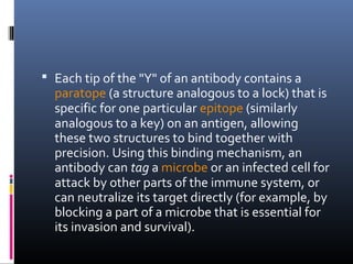 Immunoglobulins (2) | PPT