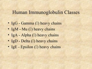 Immunoglobulins | PPT