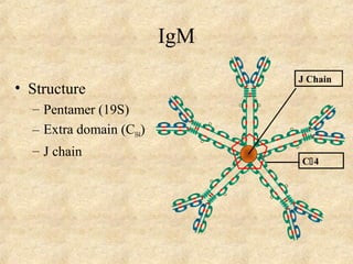 Immunoglobulins | PPT