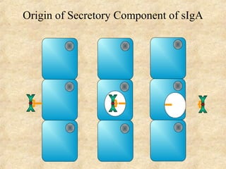 Immunoglobulins | PPT
