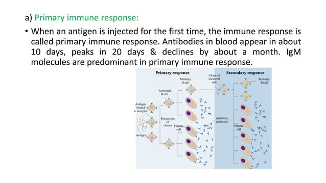 Immunoglobulins and ELISA.pdf Chapter -1 Preparation | PDF