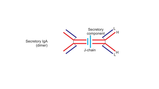 Immunoglobulins and ELISA.pdf Chapter -1 Preparation | PDF