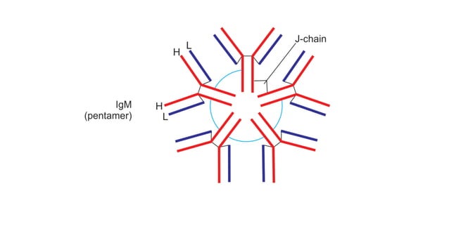 Immunoglobulins and ELISA.pdf Chapter -1 Preparation | PDF
