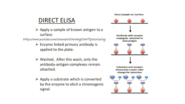 Immunoglobulins and ELISA.pdf Chapter -1 Preparation | PDF