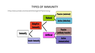 Immunoglobulins and ELISA.pdf Chapter -1 Preparation | PPT