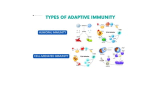 Immunoglobulins and ELISA.pdf Chapter -1 Preparation | PPT
