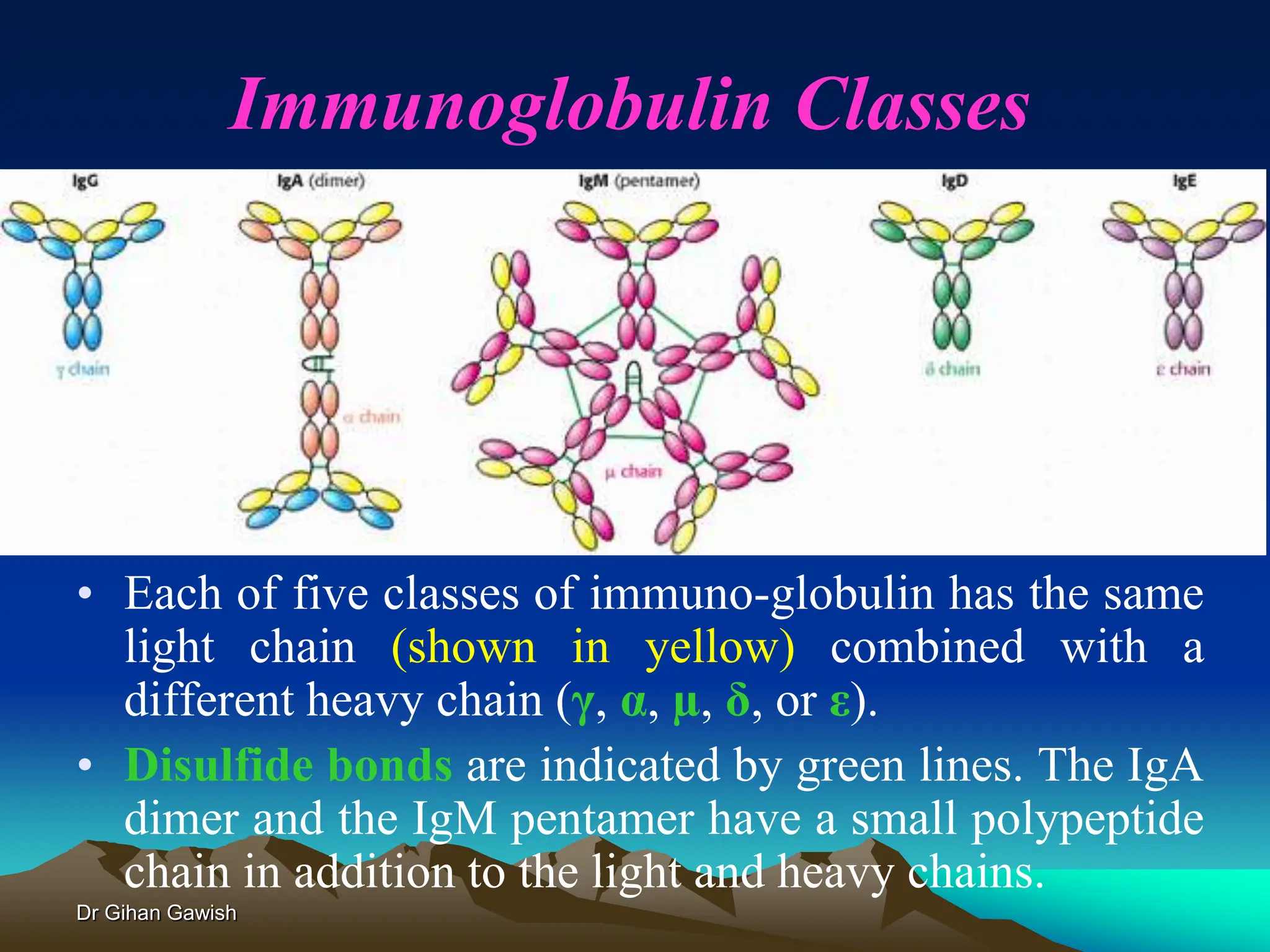 Immunoglobulins A B D E G in Normal Health.ppt