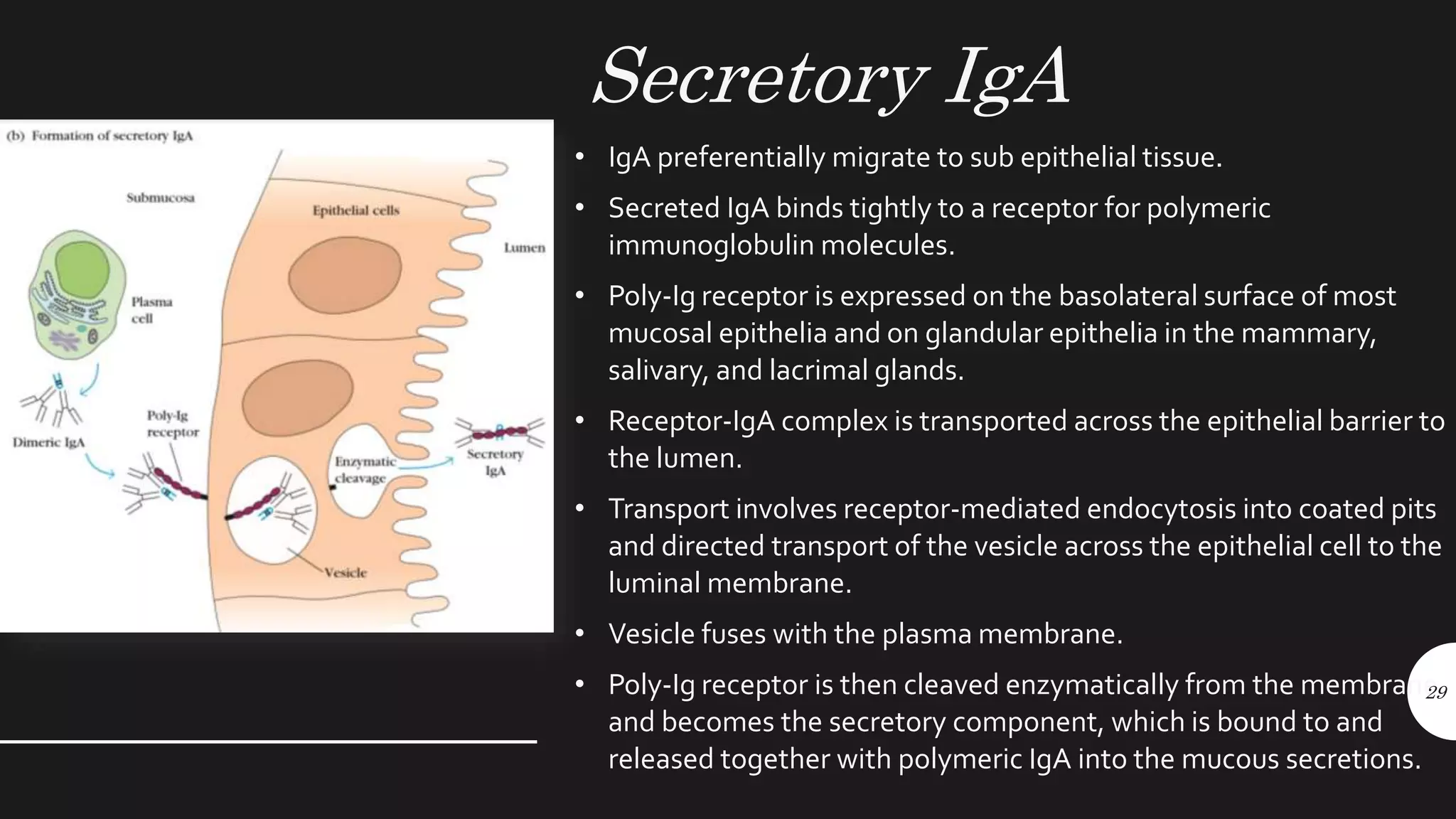 Immunoglobulins – structure, distribution and functions | PPTX