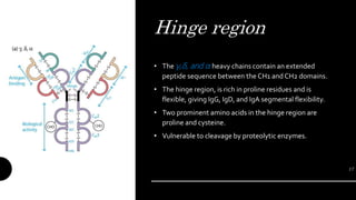 Immunoglobulins – structure, distribution and functions | PPTX
