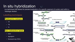 immunohistochemically and in situ hybridizati.pptx