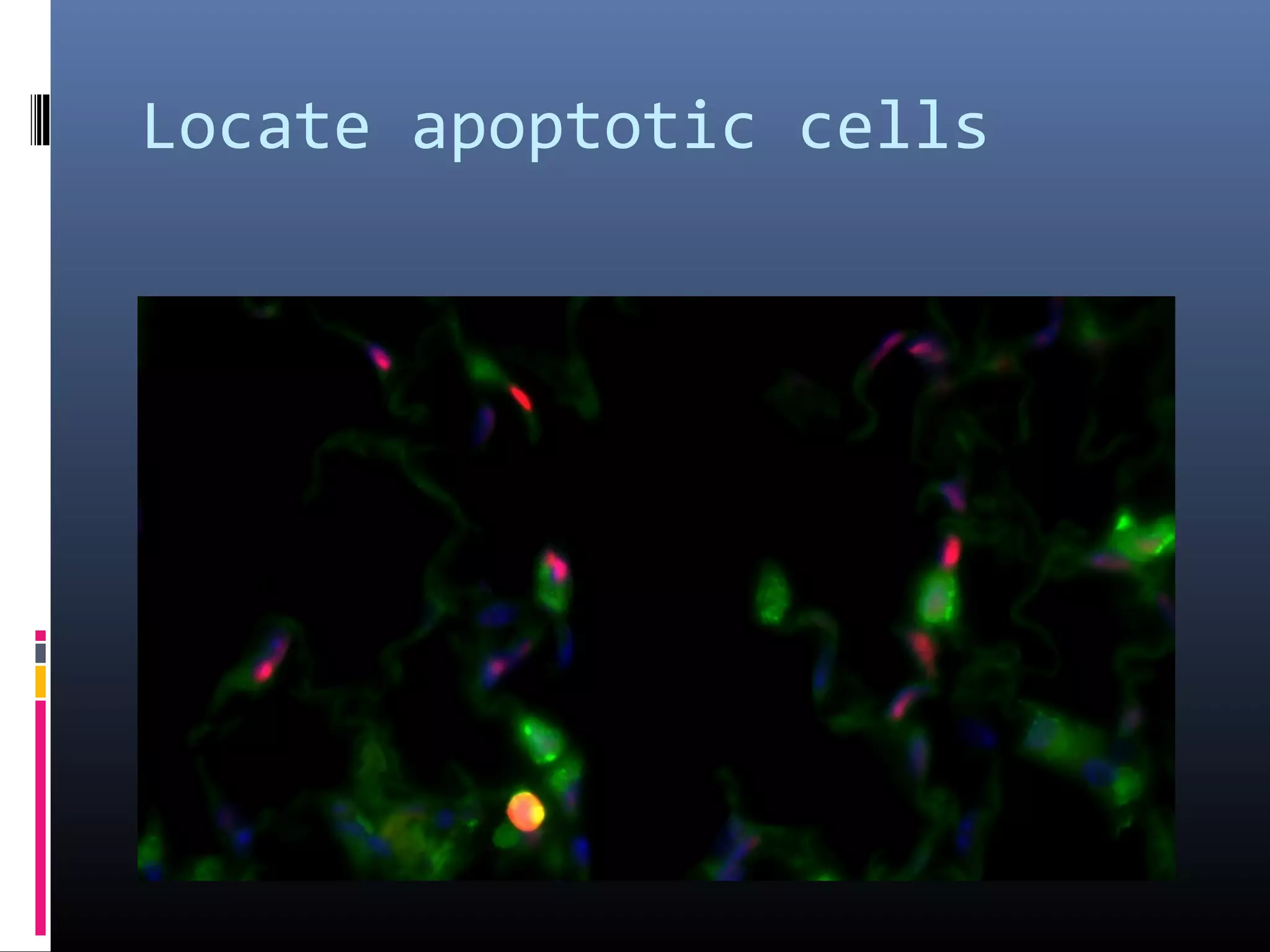 Immunohistochemistry | PPT