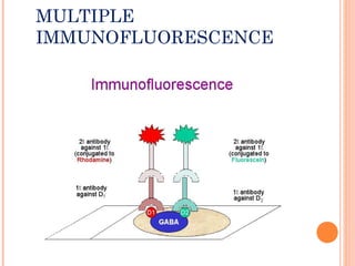 Immunohistochemistry | PPT