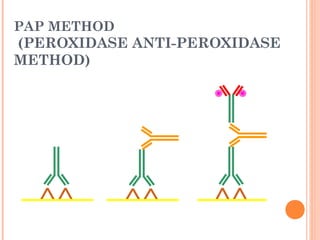Immunohistochemistry | PPT