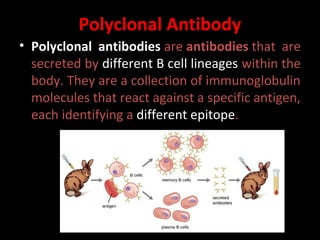 Immunohistochemistry | PPT