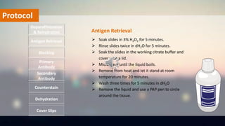 Immunohistochemistry | PPT