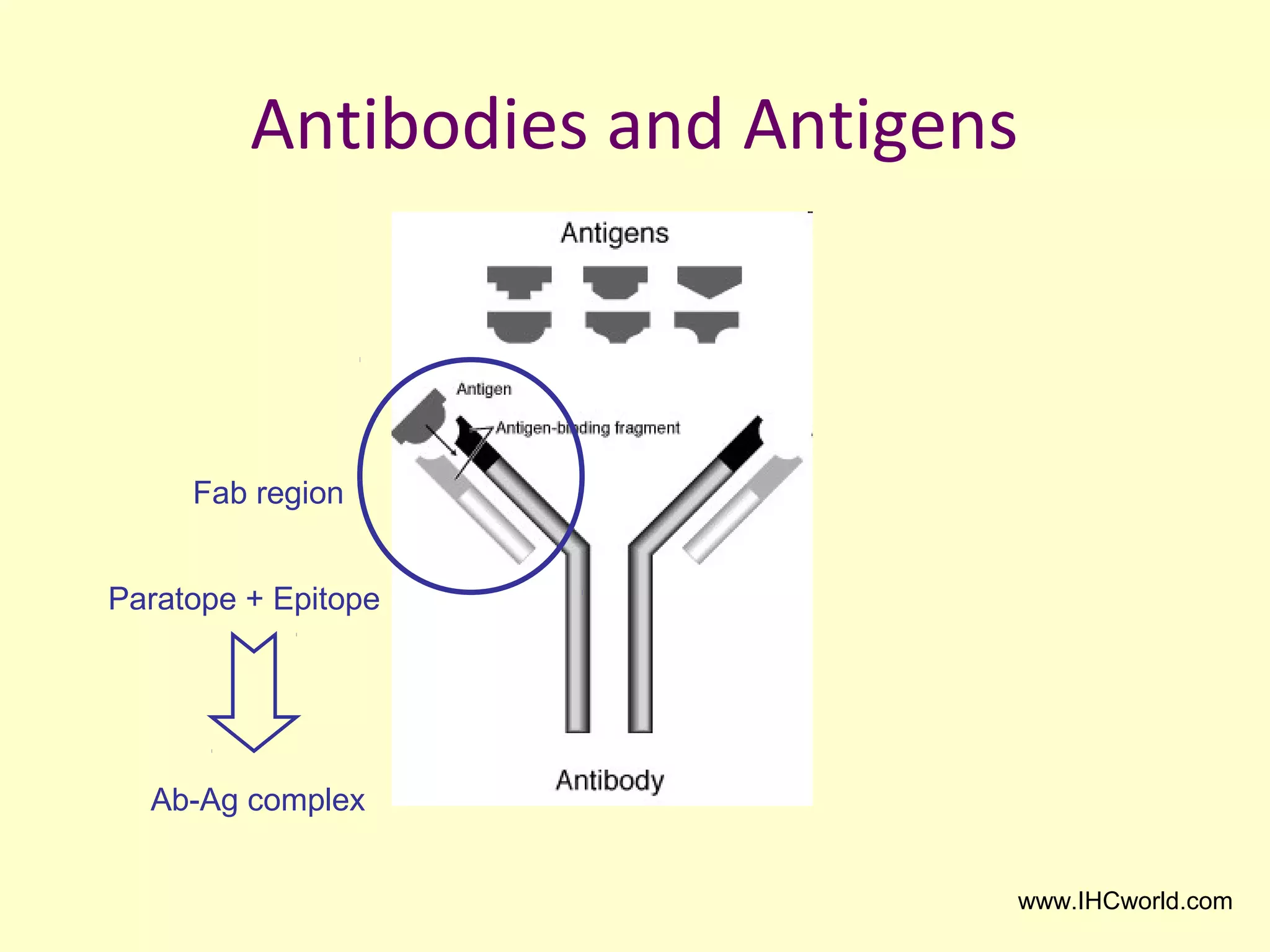 Immunohistochemistry | PPT