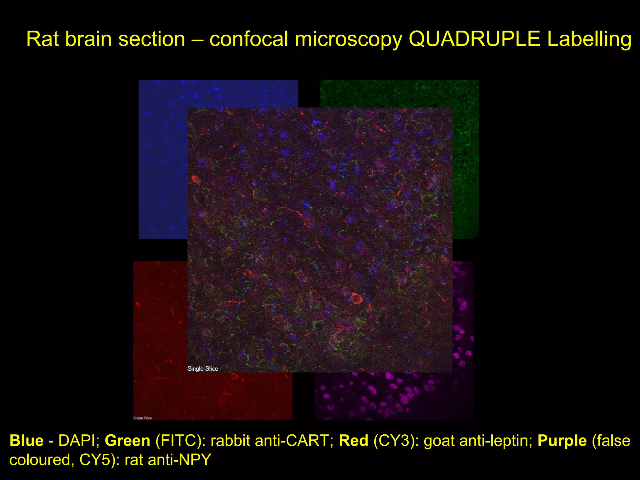 Immunohistochemistry | PPT