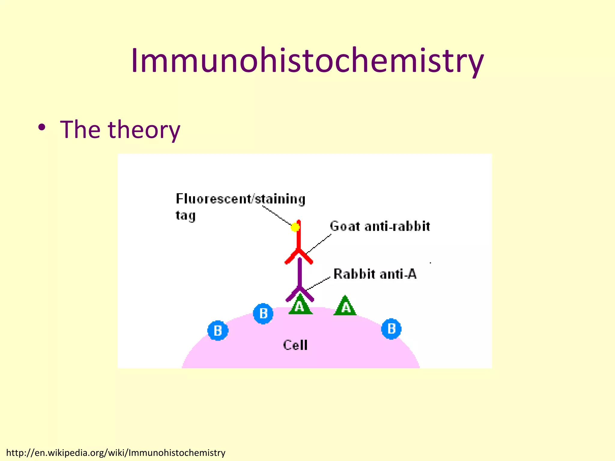 Immunohistochemistry | PPT