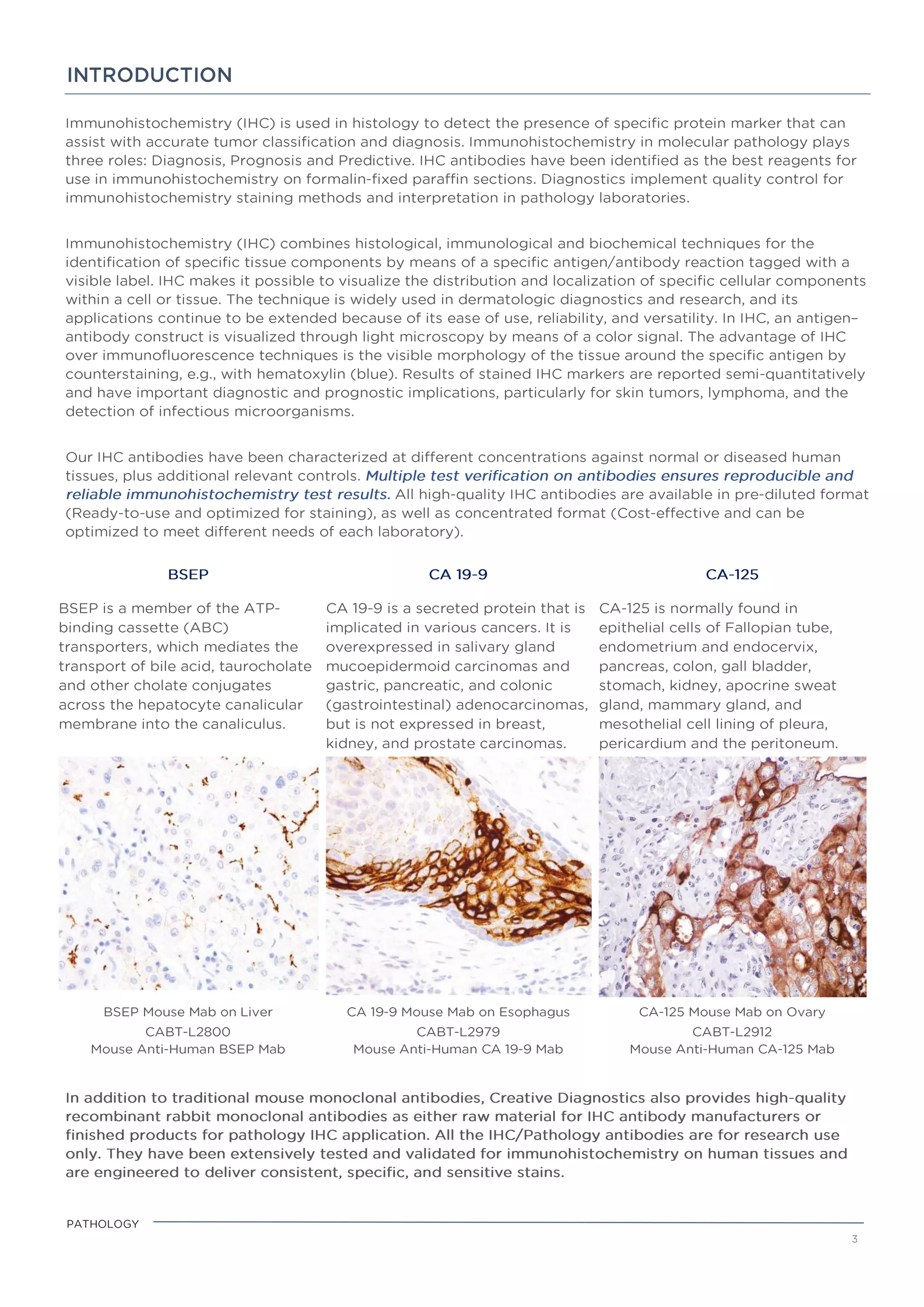 Immunohistochemistry Antibodies for Pathology | PDF | Biological Sciences | Science